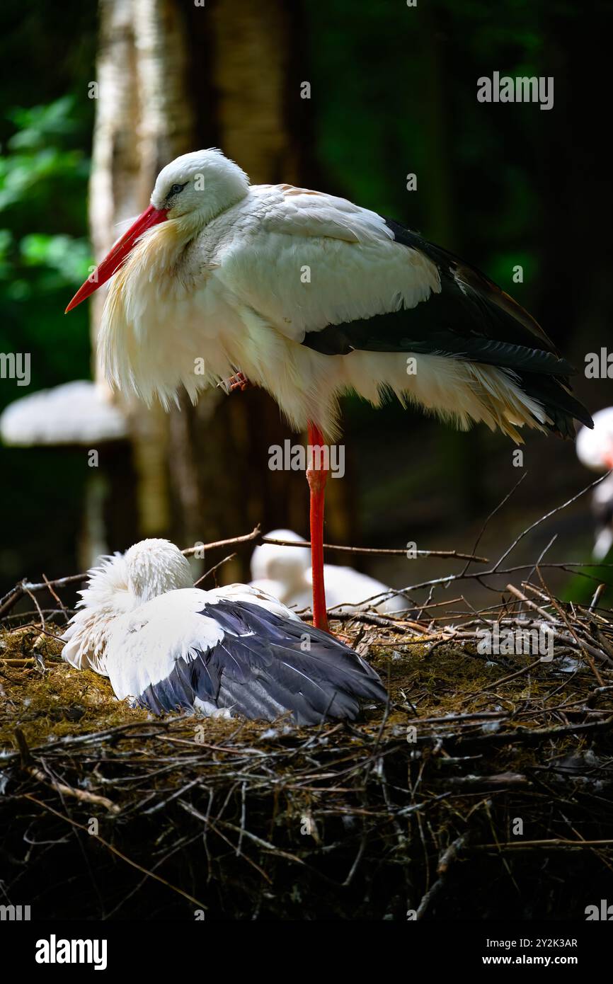 Stork flying wide wingspan hi-res stock photography and images - Alamy
