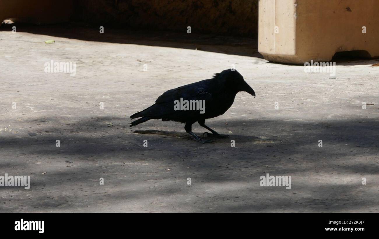 Los Angeles, California, USA 9th September 2024 Raven at LA Zoo on ...