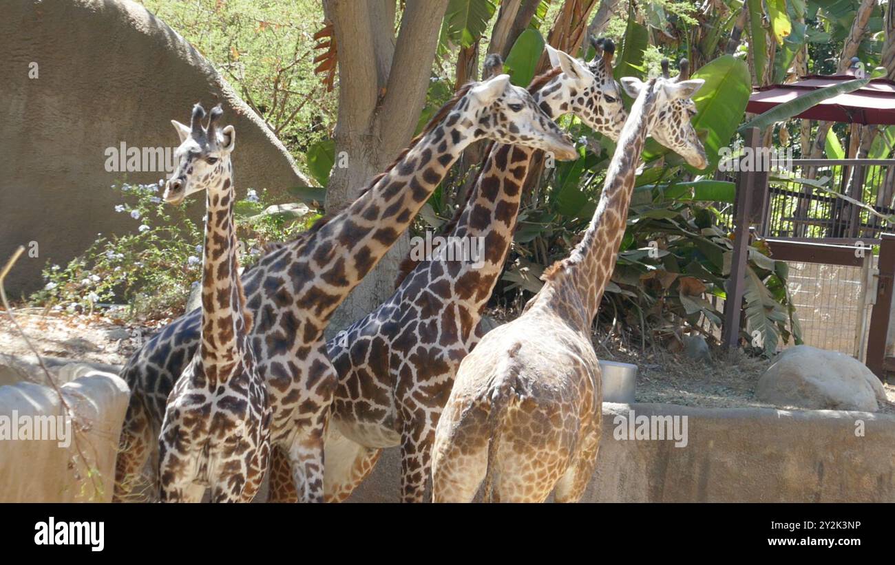 Los Angeles, California, USA 9th September 2024 Maasai Giraffes, Masai ...