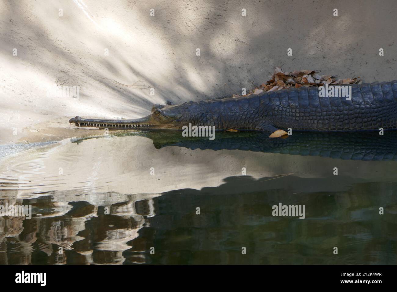 Los Angeles, California, USA 9th September 2024 Indian Gharial at LA ...