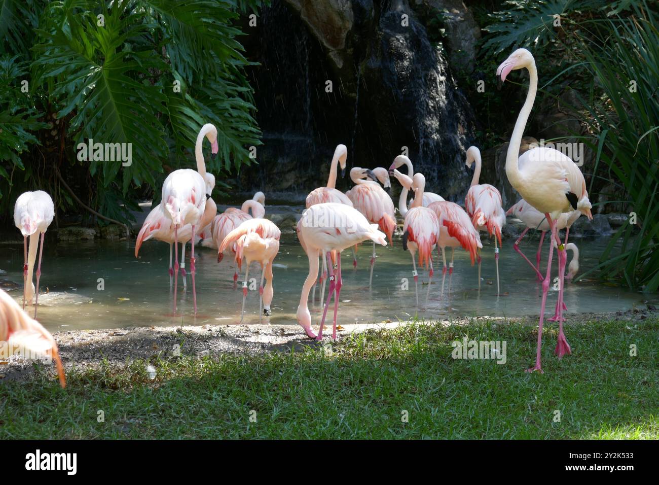 Los Angeles, California, USA 9th September 2024 Flamingos in pool ...