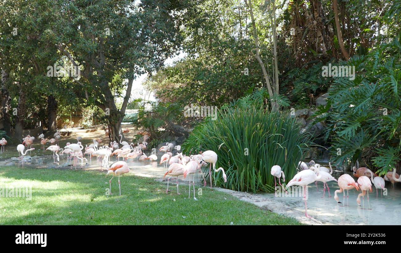 Los Angeles, California, USA 9th September 2024 Flamingos in pool ...