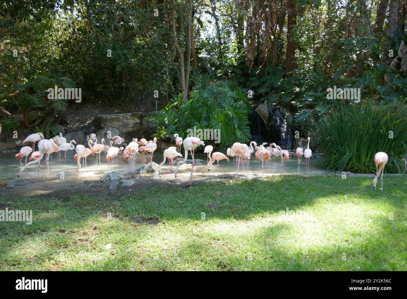 Los Angeles, California, USA 9th September 2024 Flamingos in pool ...