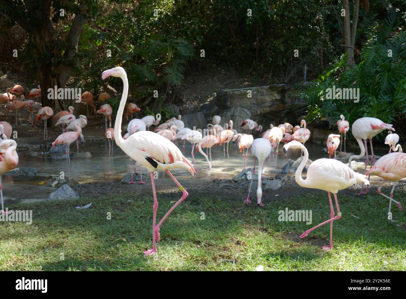 Los Angeles, California, USA 9th September 2024 Flamingos in pool ...