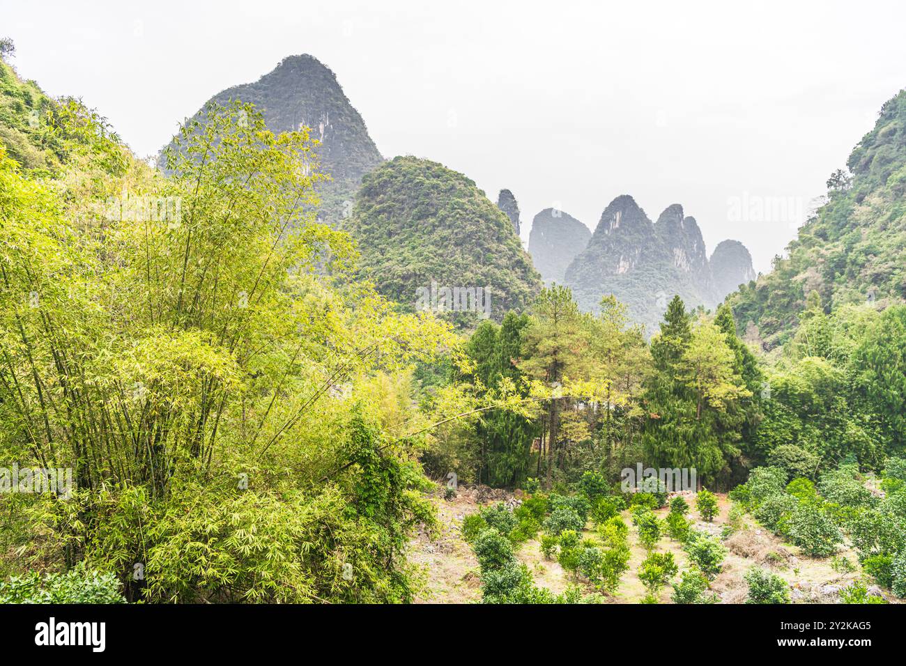 Bamboo and tea surrounded by limestone mountains in Xing Ping, Guilin ...