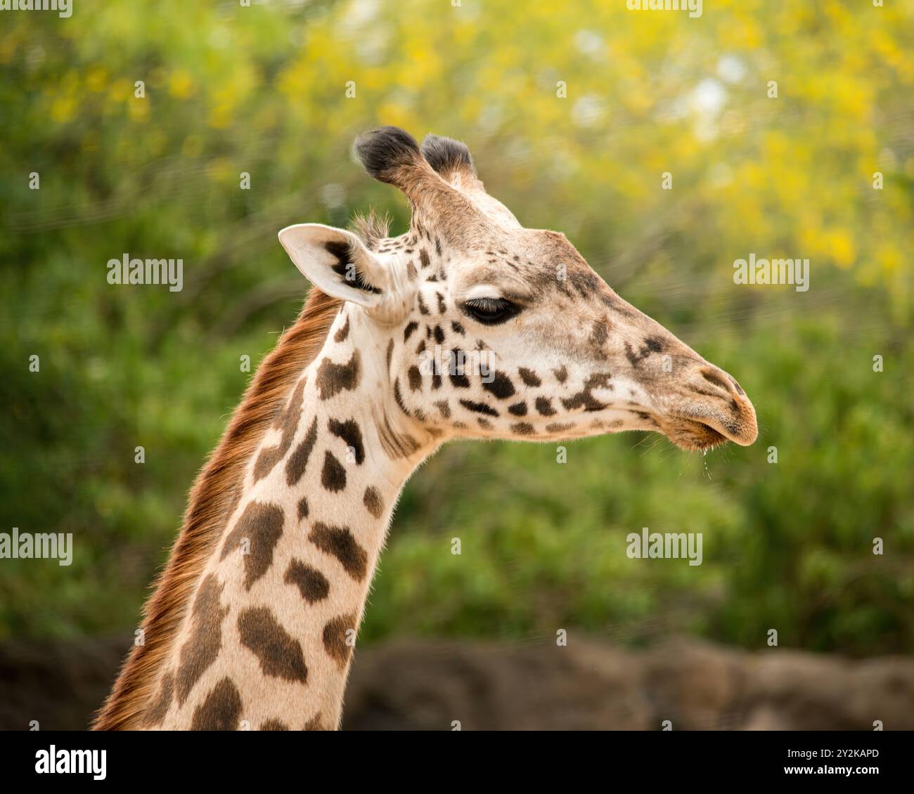 Giraffe hoofed hi-res stock photography and images - Alamy