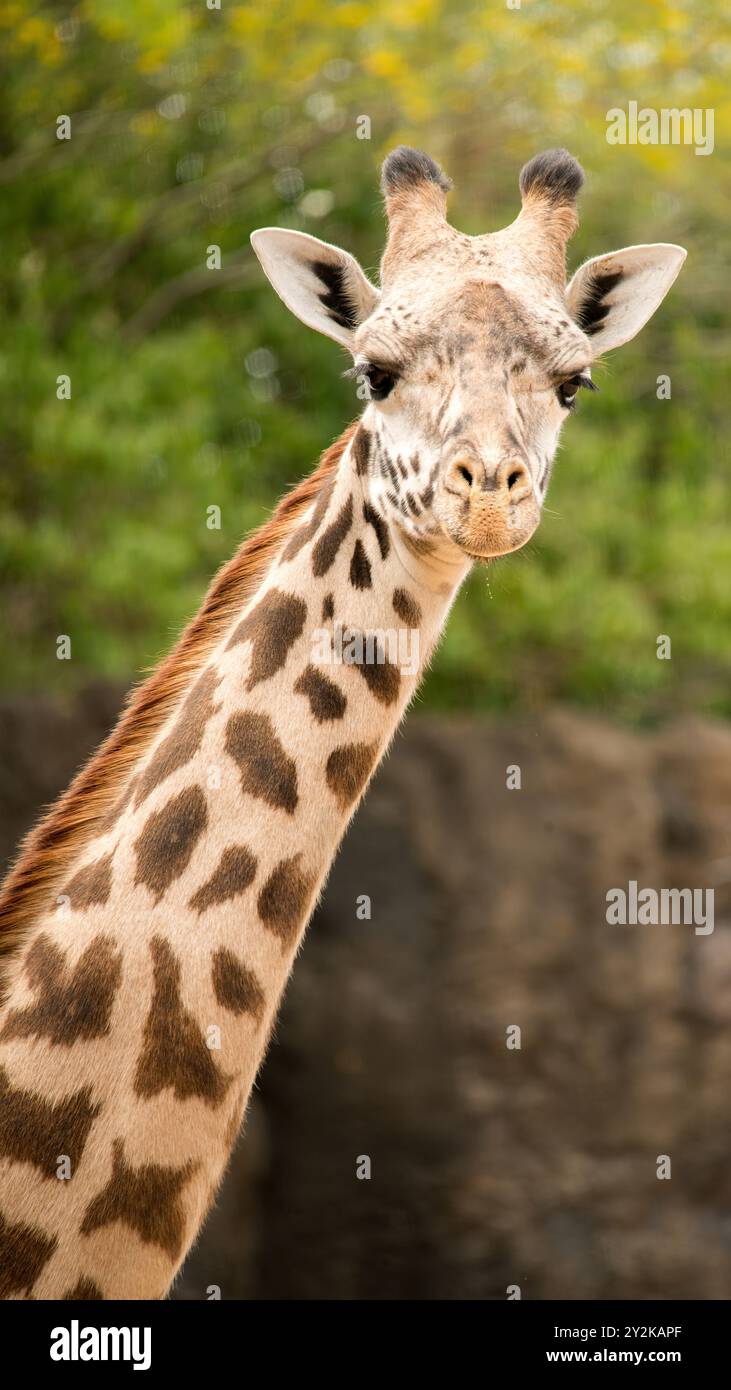 Giraffe hoofed hi-res stock photography and images - Alamy