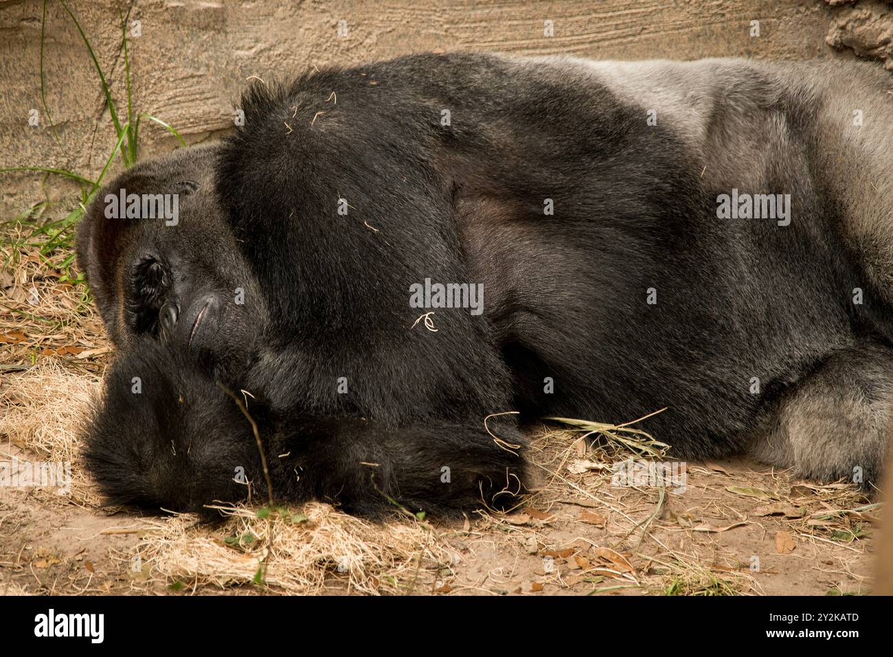 Sleeping gorilla hi-res stock photography and images - Alamy