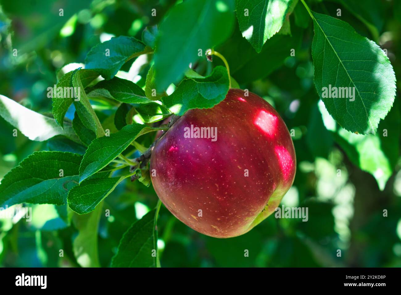 Iowa orchard hi-res stock photography and images - Alamy