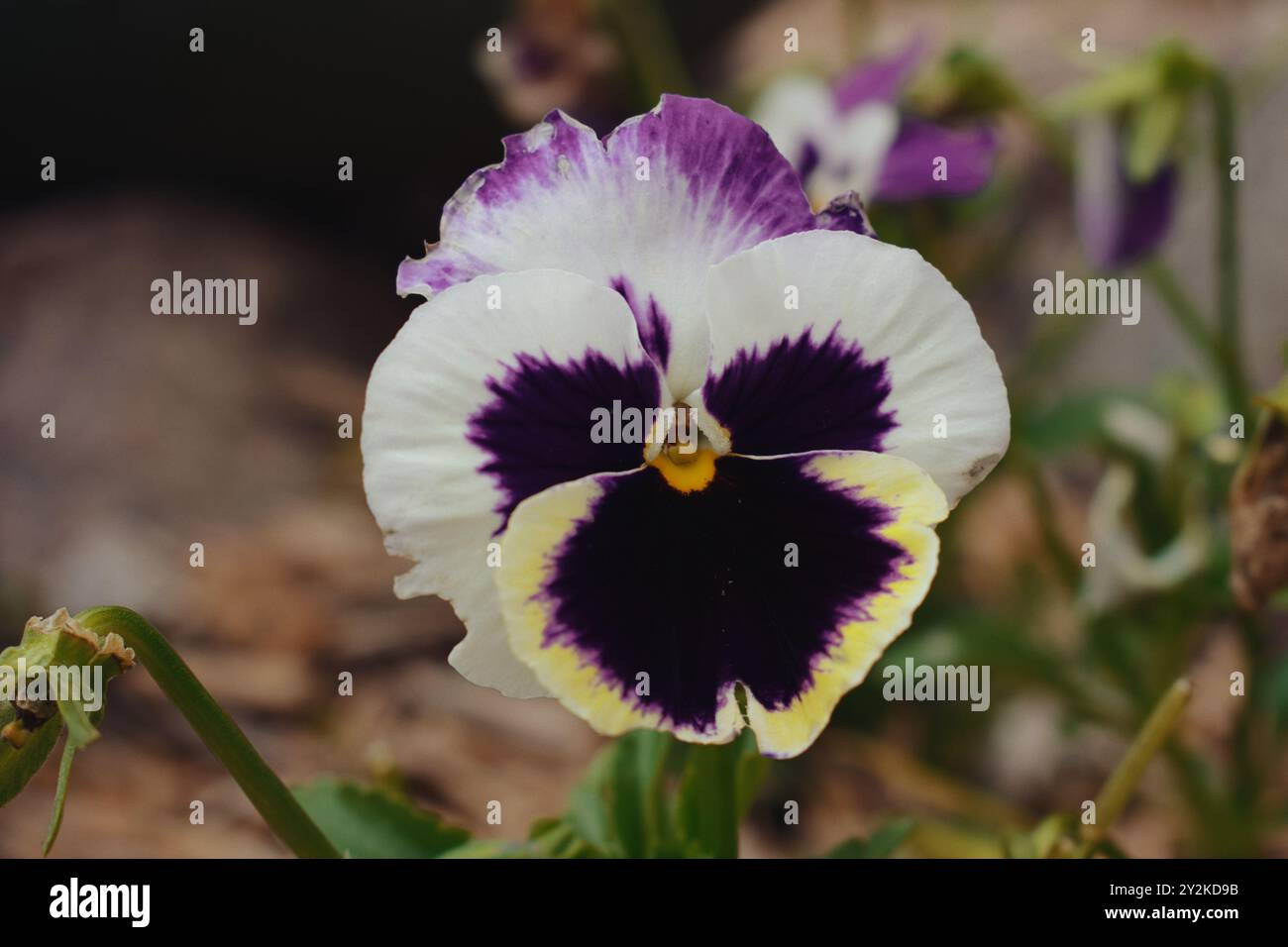 Alice in Wonderland Flower Stock Photo - Alamy