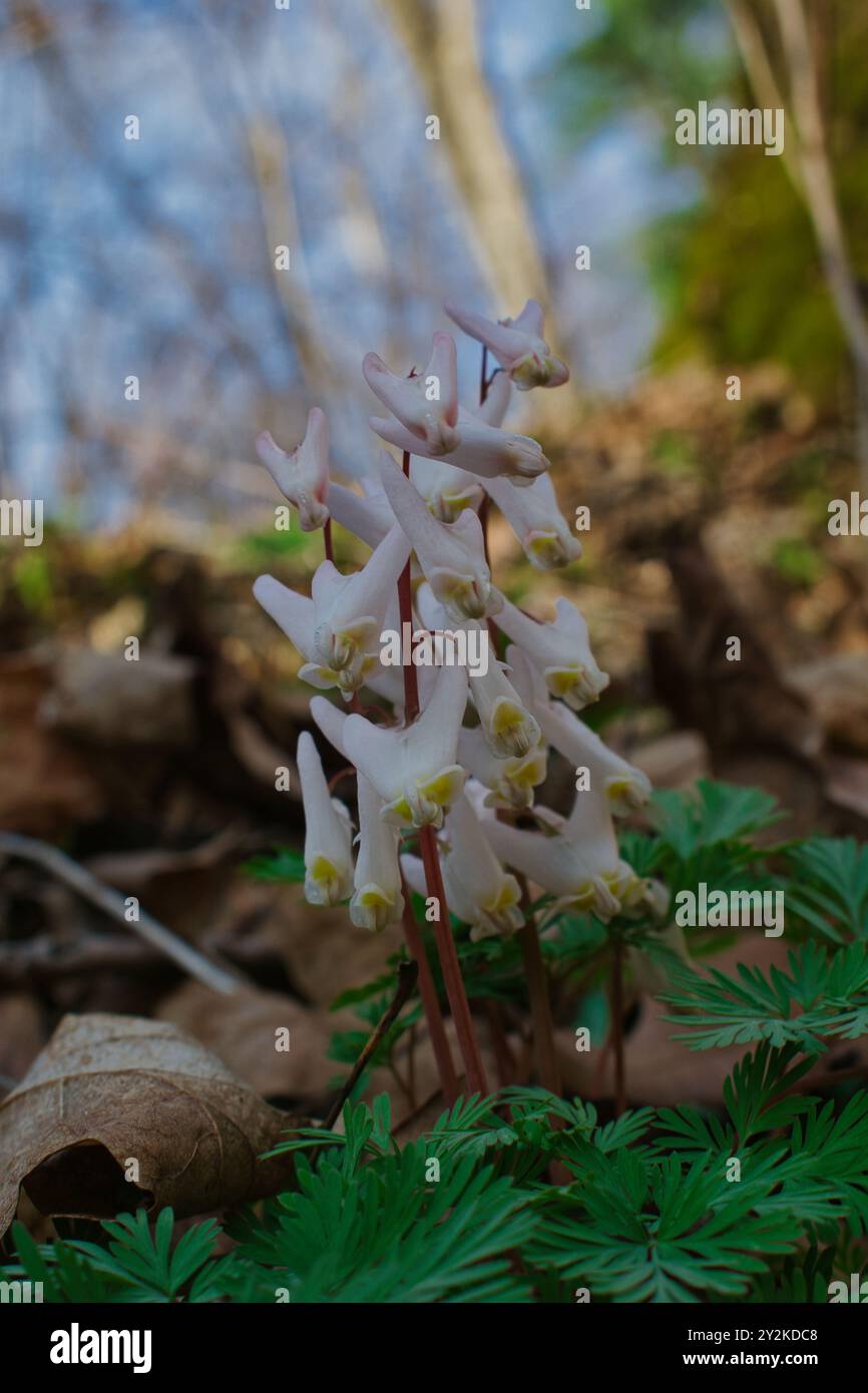 Alien arrow hi-res stock photography and images - Alamy