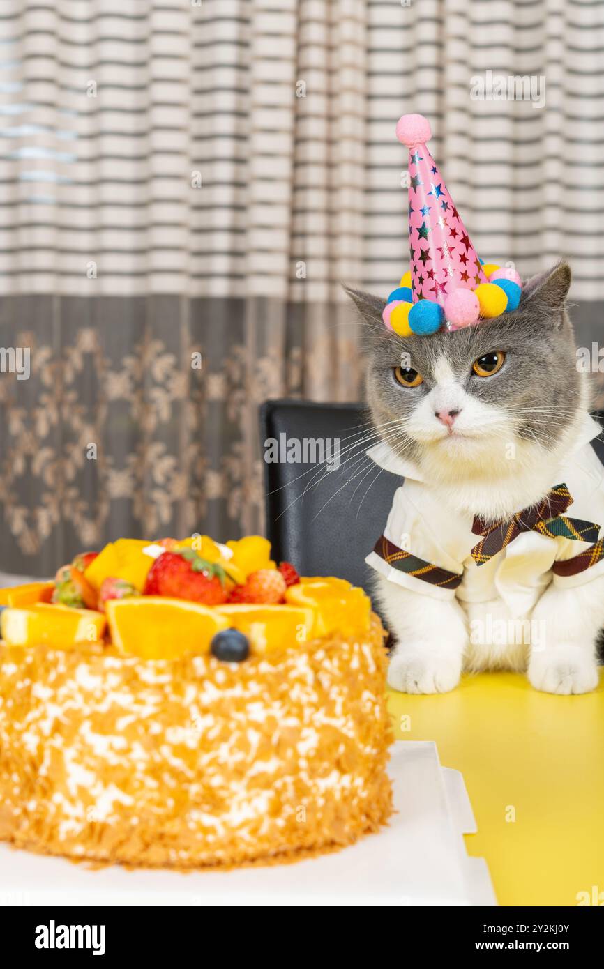 Cat celebrating birthday hi-res stock photography and images - Alamy