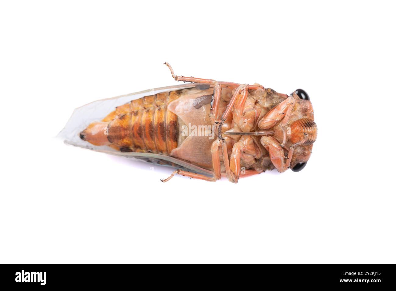 Bottom habitat Cut Out Stock Images & Pictures - Alamy