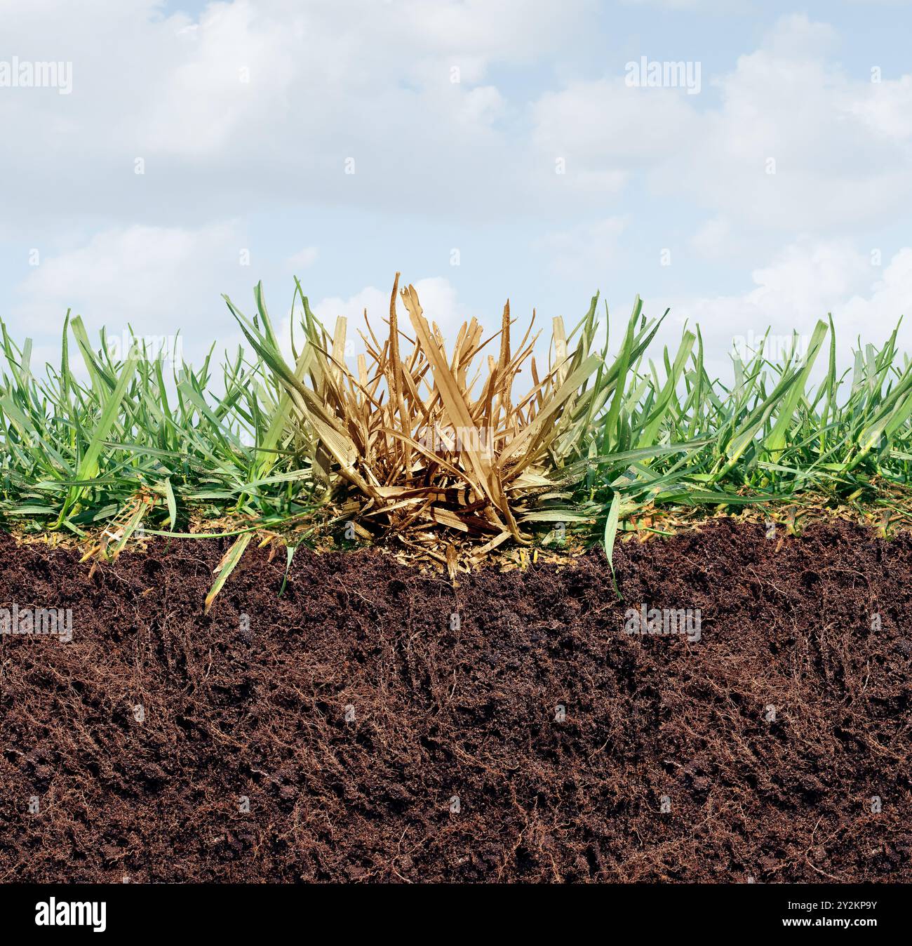 Lawn Damage and grass disease as damaged sod roots causing a brown ...