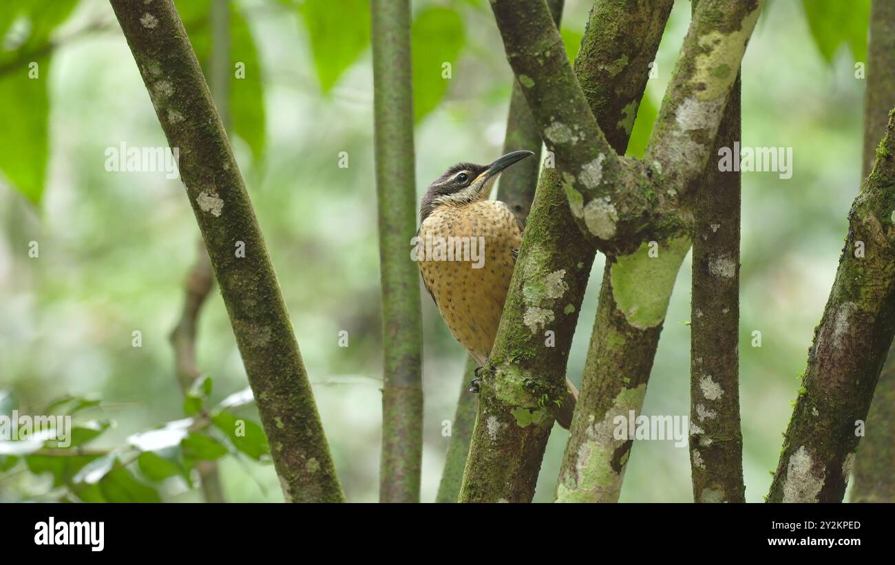 Lesser bird of paradise female hi-res stock photography and images - Alamy