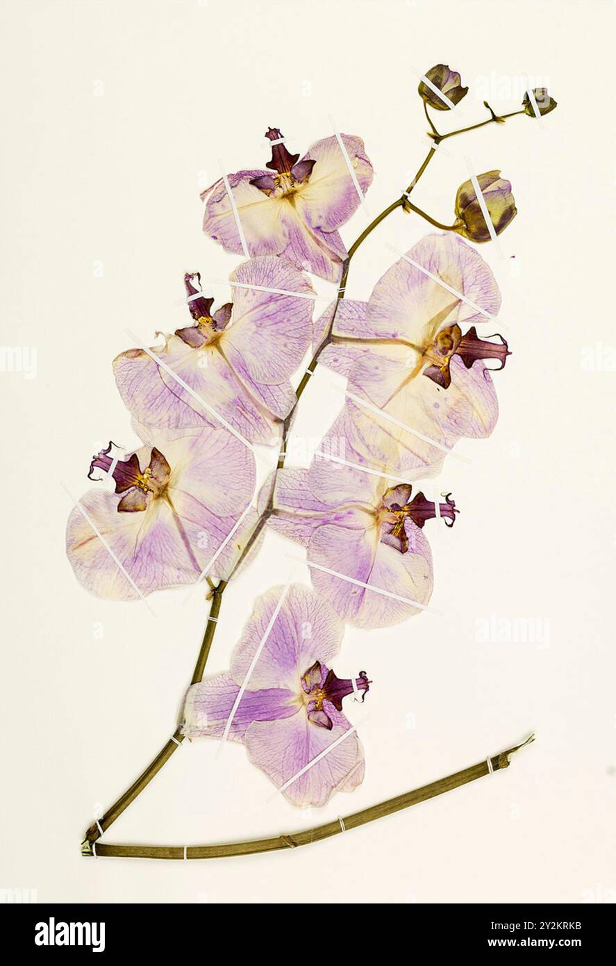 Botanical specimen orchid hi-res stock photography and images - Alamy