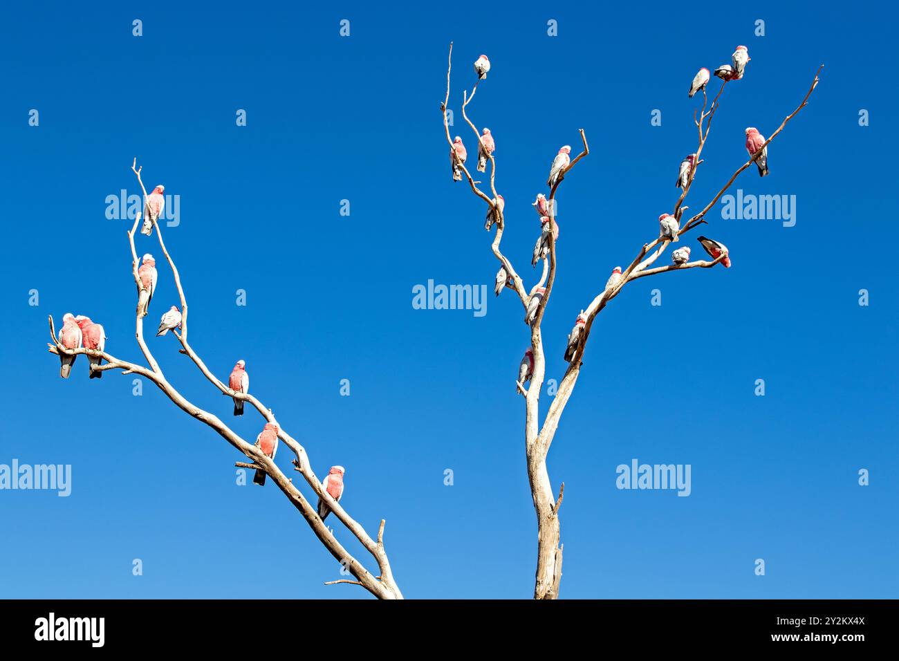 Galah in a tree hi-res stock photography and images - Alamy