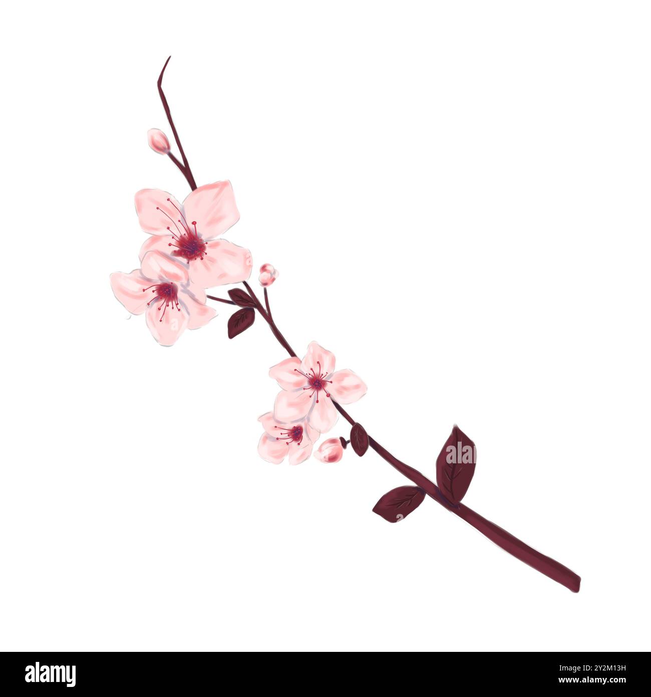 Realistic japan cherry branch Cut Out Stock Images & Pictures - Alamy