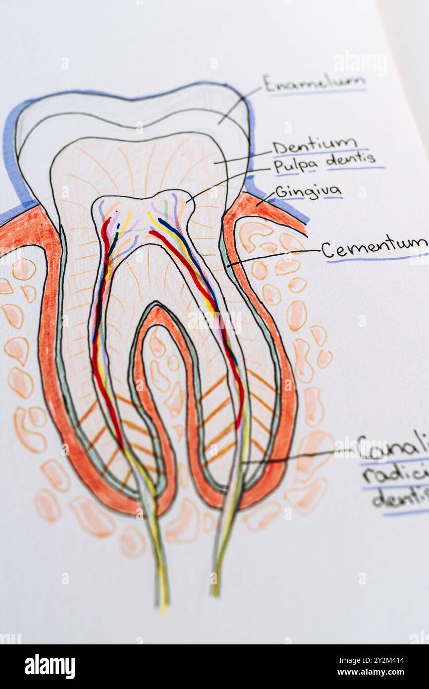 tooth cut anatomy layout outline illustration Stock Photo - Alamy