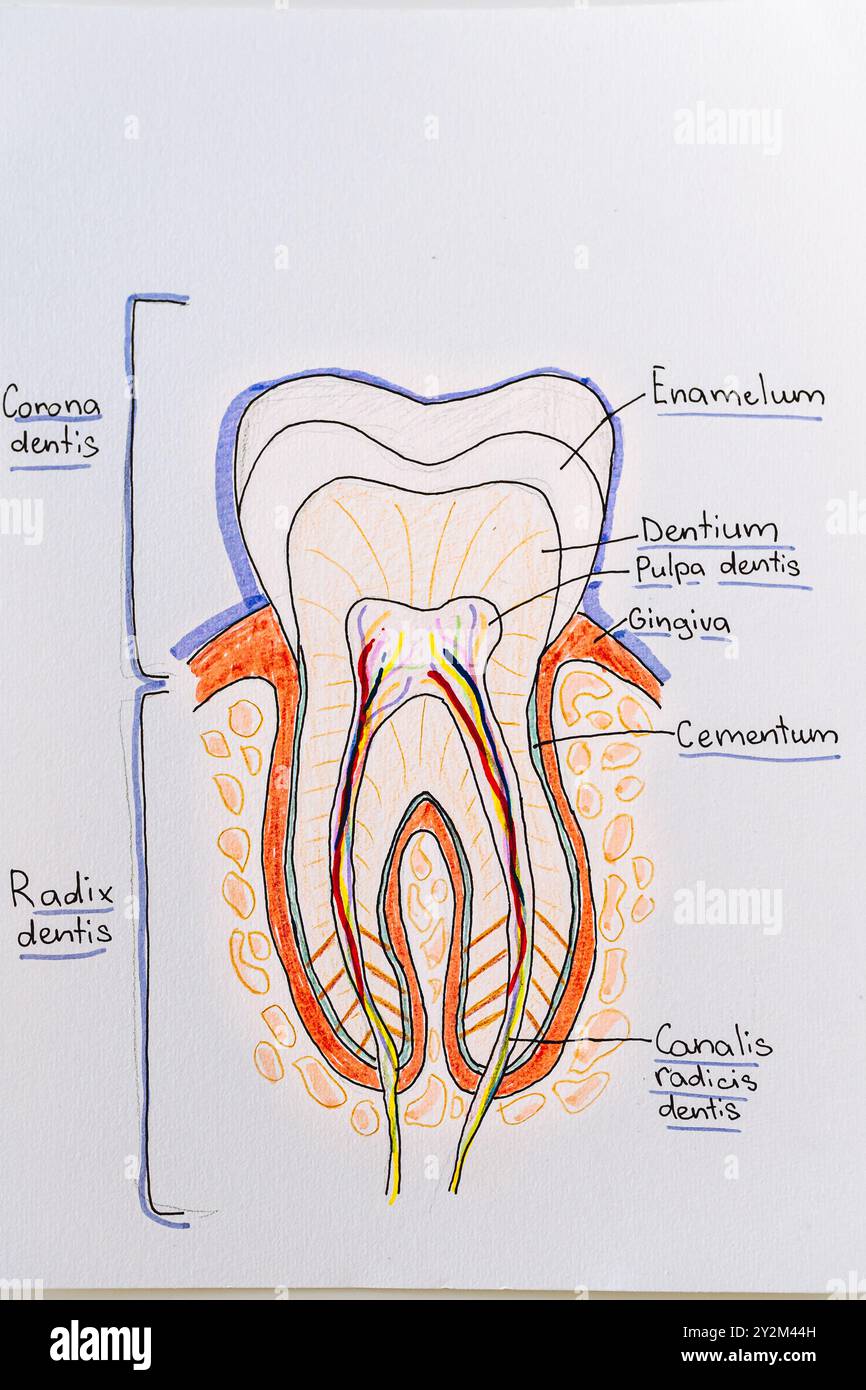 tooth cut anatomy layout outline illustration Stock Photo - Alamy