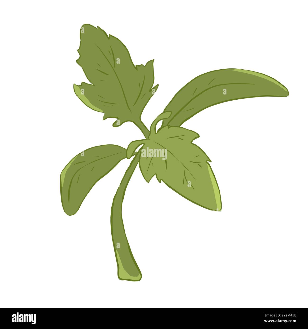 Tomato plant sprout, flat style illustration Stock Photo - Alamy