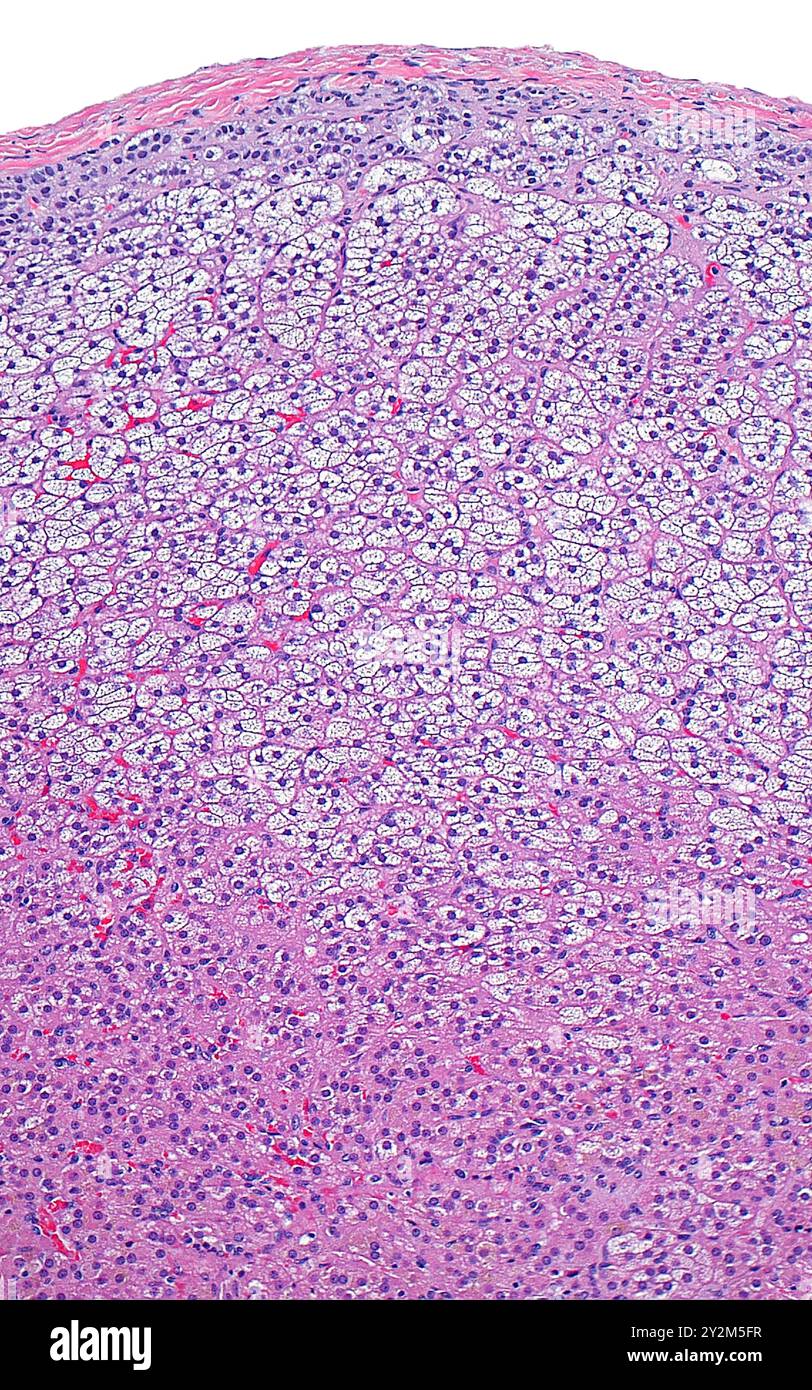 Light micrograph of adrenal cortex. The adrenal cortex is made up of ...