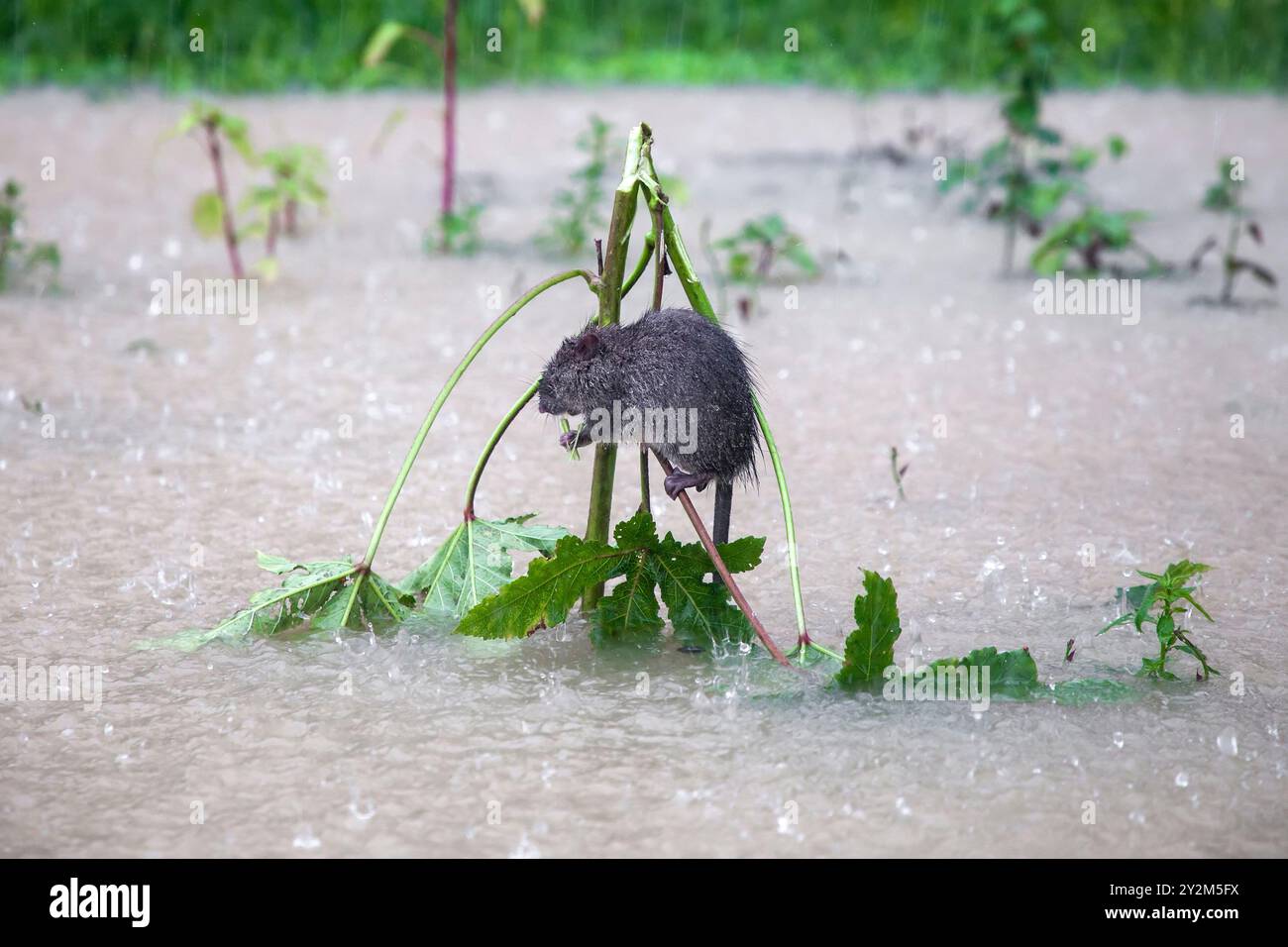 Rat sheltering from floodwaters in Feni, Chittagong, Bangladesh. The ...