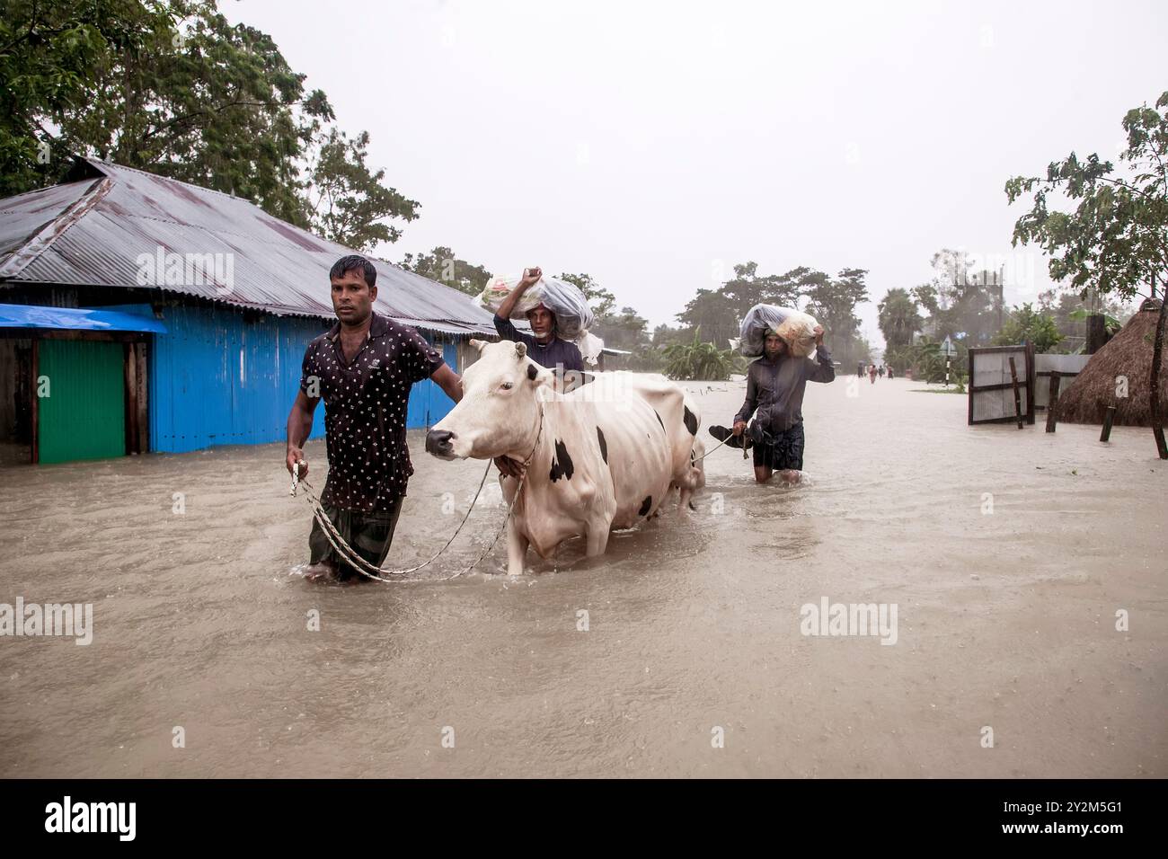 People walking their livestock through floodwater in Feni, Chittagong ...