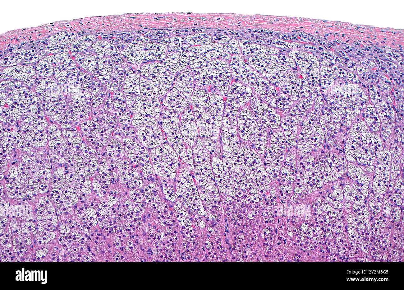 Light micrograph of adrenal cortex. The adrenal cortex is made up of ...