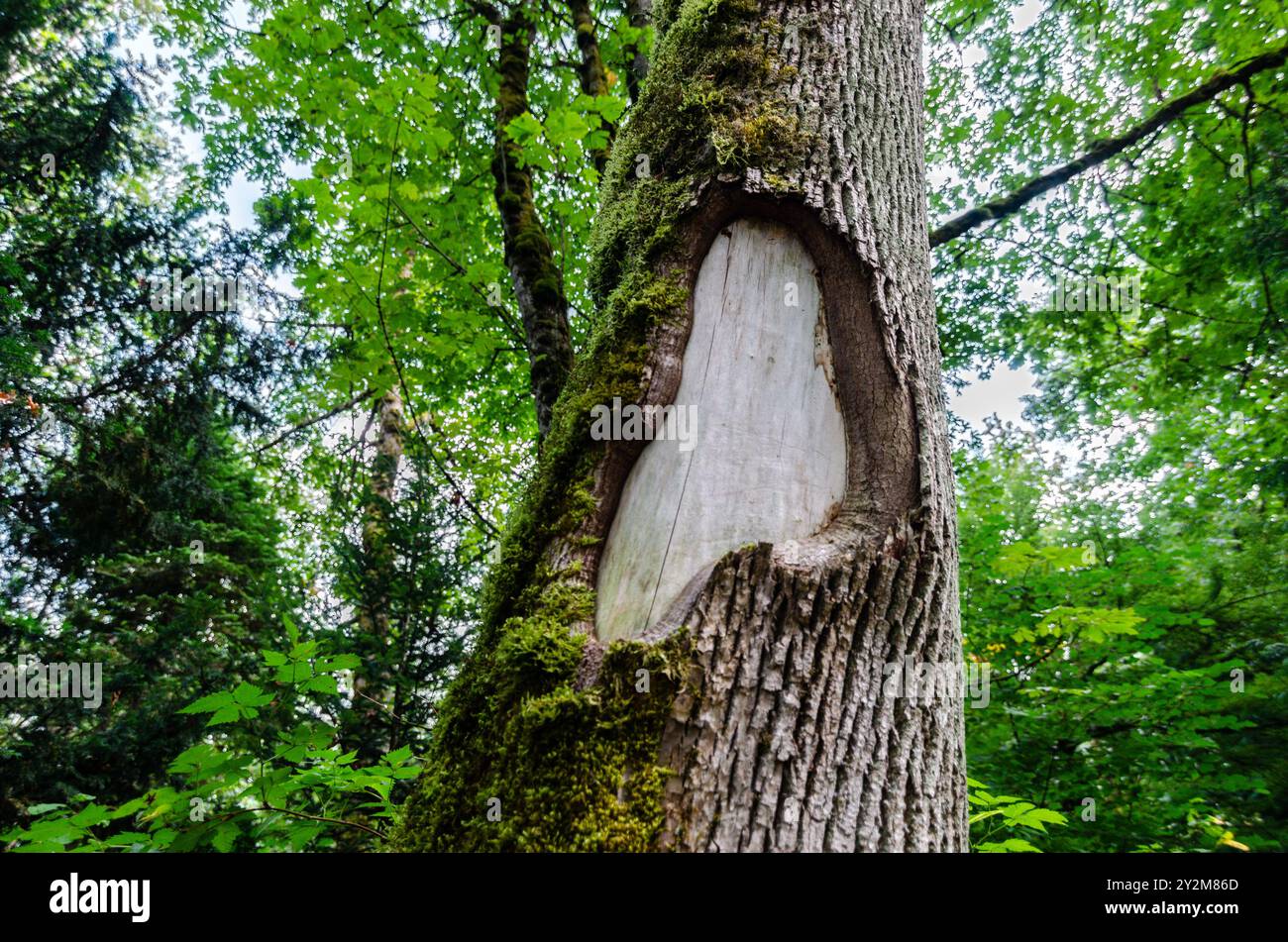 Old wound on tree hi-res stock photography and images - Alamy