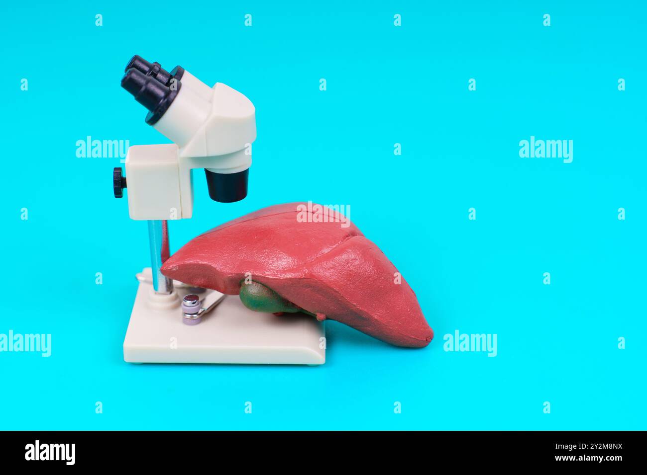 Life-like liver model showcased beneath a microscope, designed for ...
