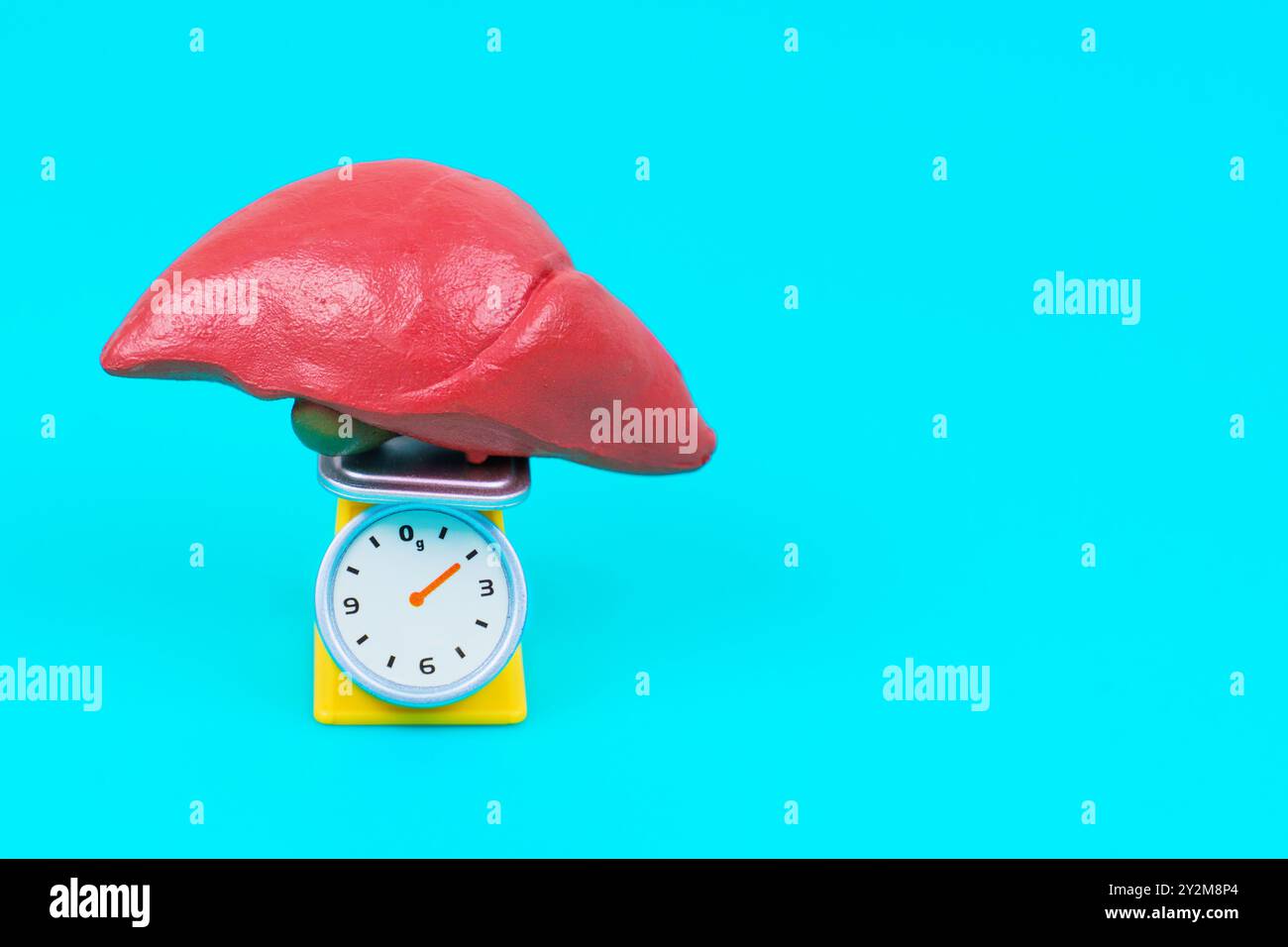 Anatomical model of a liver on a toy scale, highlighting the importance ...