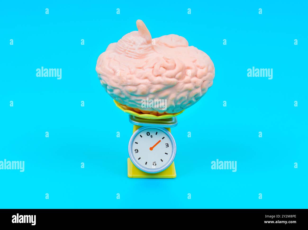 Detailed model of a human brain on a toy weighing scale isolated on ...