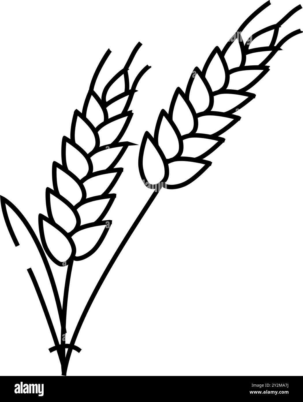 ear barley grain line icon vector illustration Stock Vector Image & Art ...