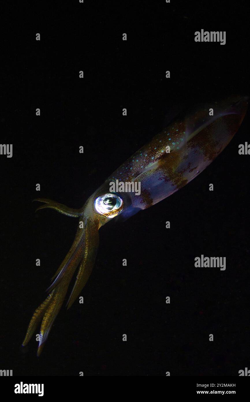 Real life squid hi-res stock photography and images - Alamy