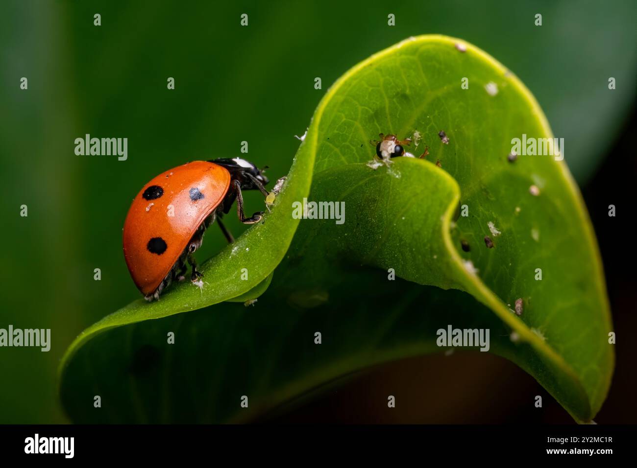 The Lady bug Stock Photo - Alamy