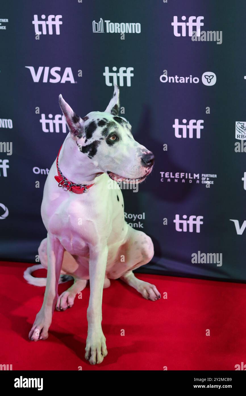 Bing the Dog attends the premiere of 'The Friend' during the 2024 ...