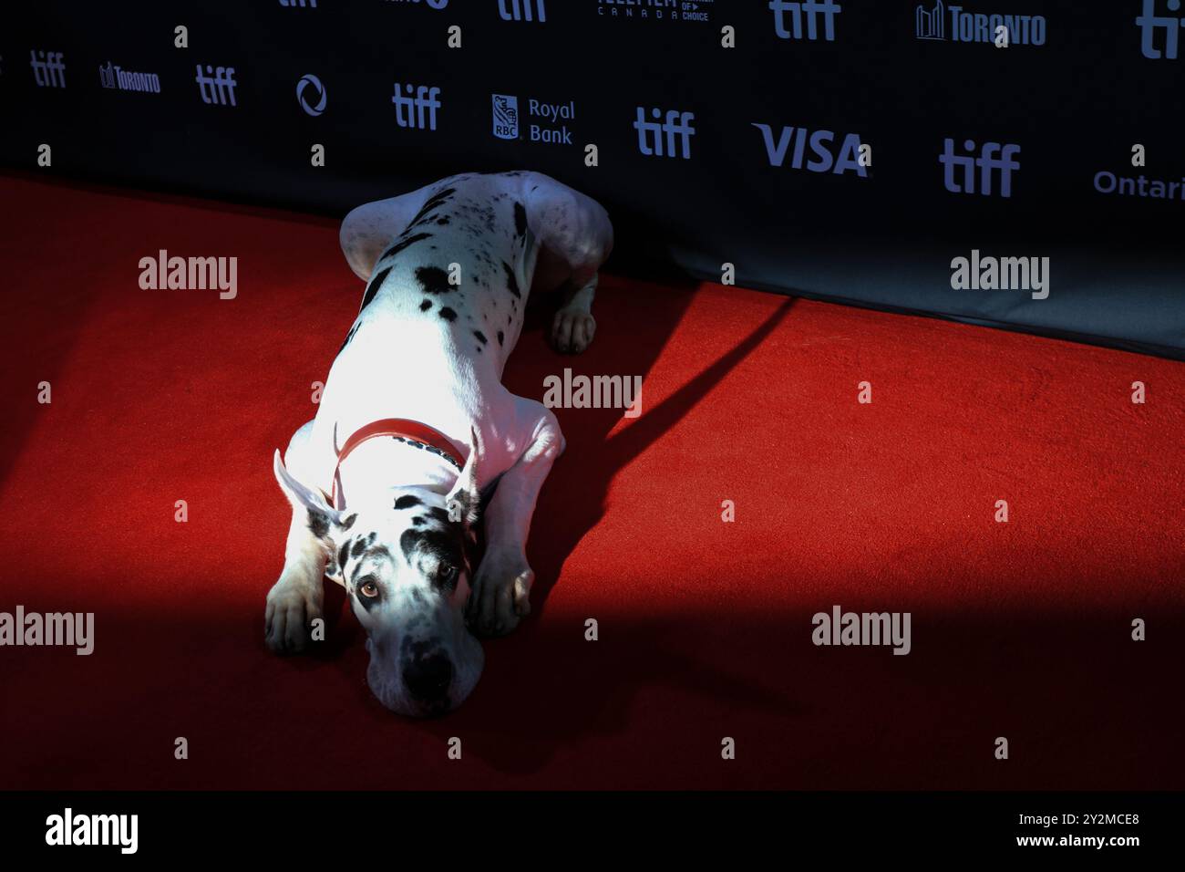 Bing the Dog attends the premiere of 'The Friend' during the 2024 ...