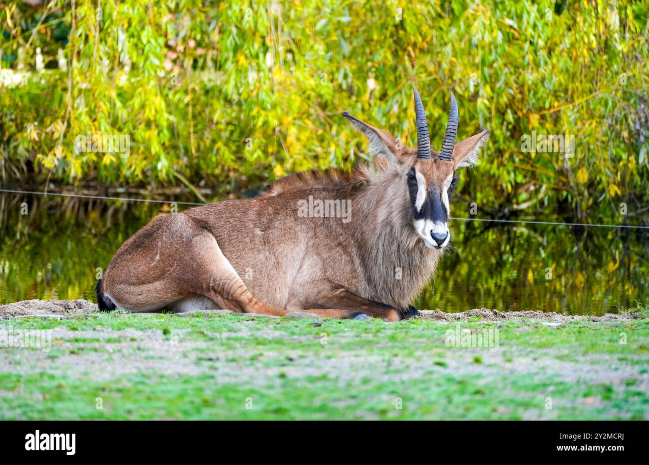 Lying roan antelope. Animal in close-up. Hippotragus equinus Stock ...
