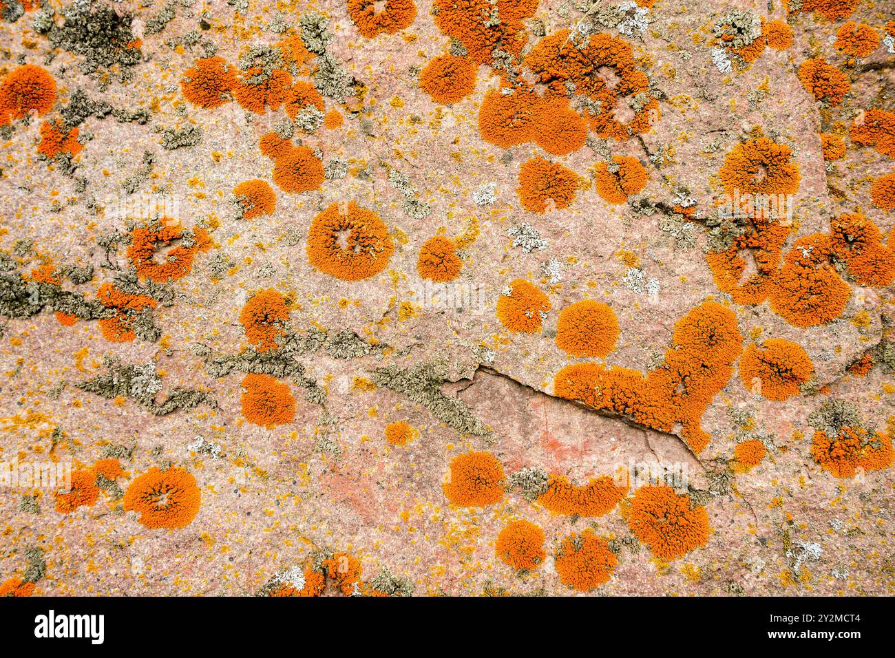 Close-up of red lichen on a stone Stock Photo - Alamy