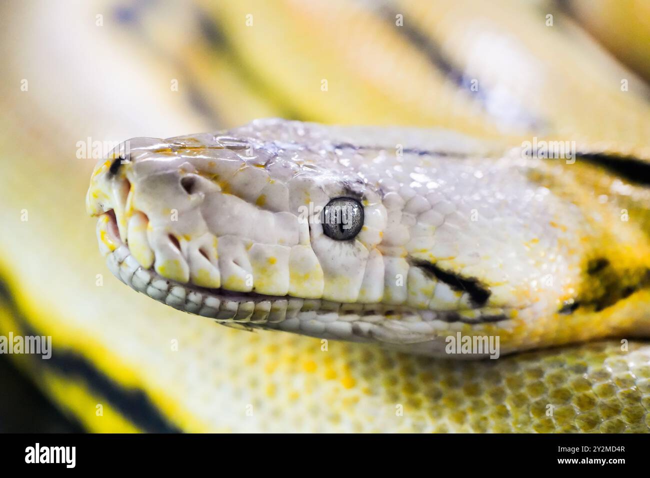 Portrait snake skin up close hi-res stock photography and images - Alamy