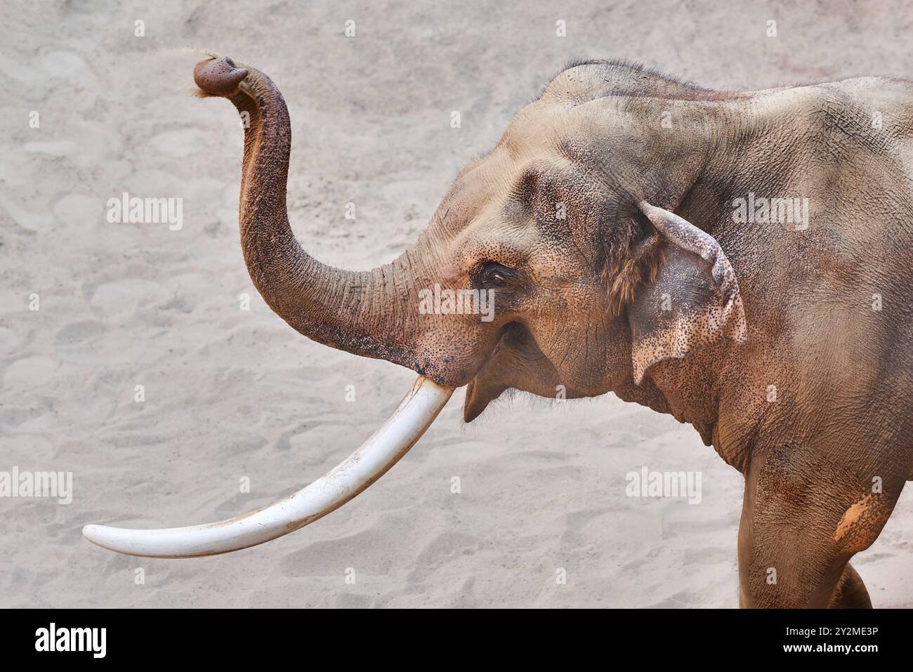 Photo of the elephant on sandy desert Stock Photo - Alamy