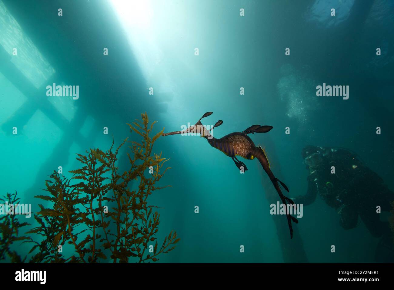 Marine life Of port philip bay, Victoria, Australia Stock Photo - Alamy
