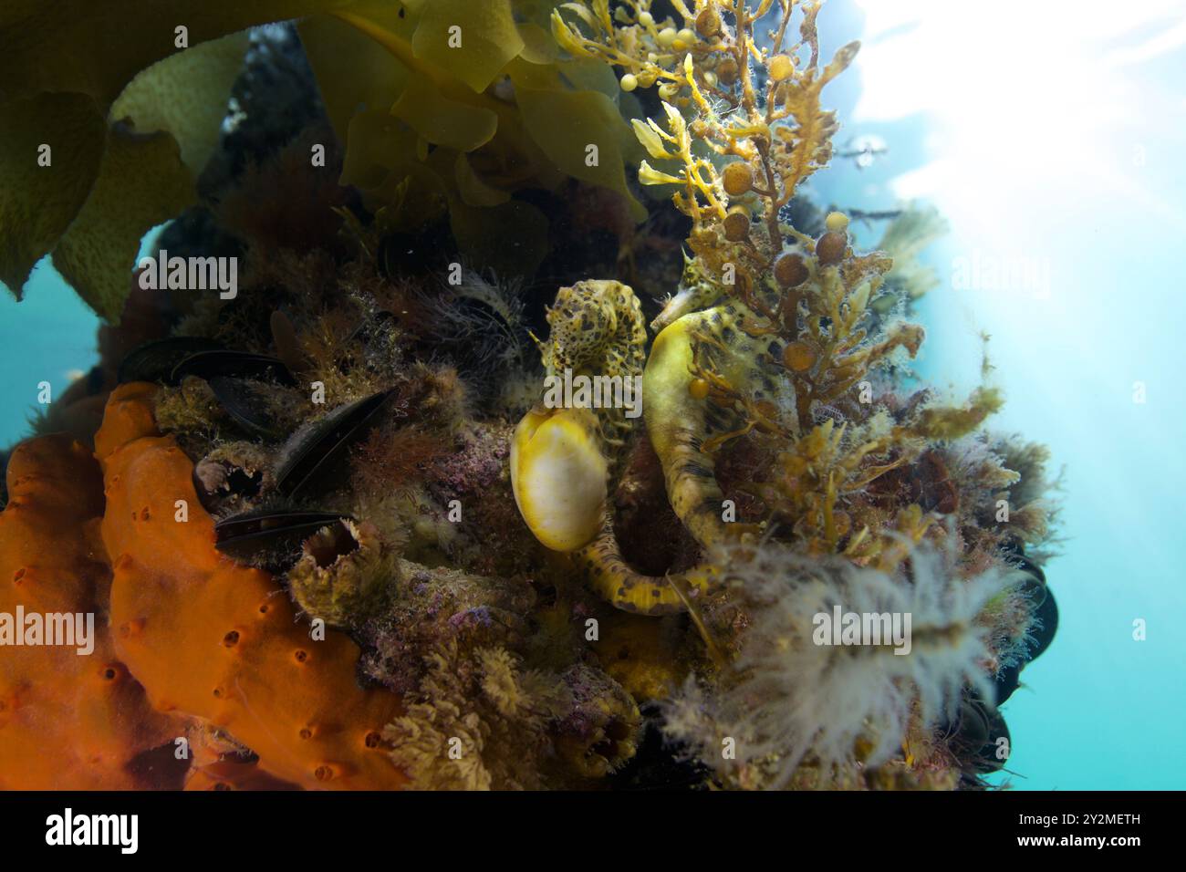 Marine life Of port philip bay, Victoria, Australia Stock Photo - Alamy