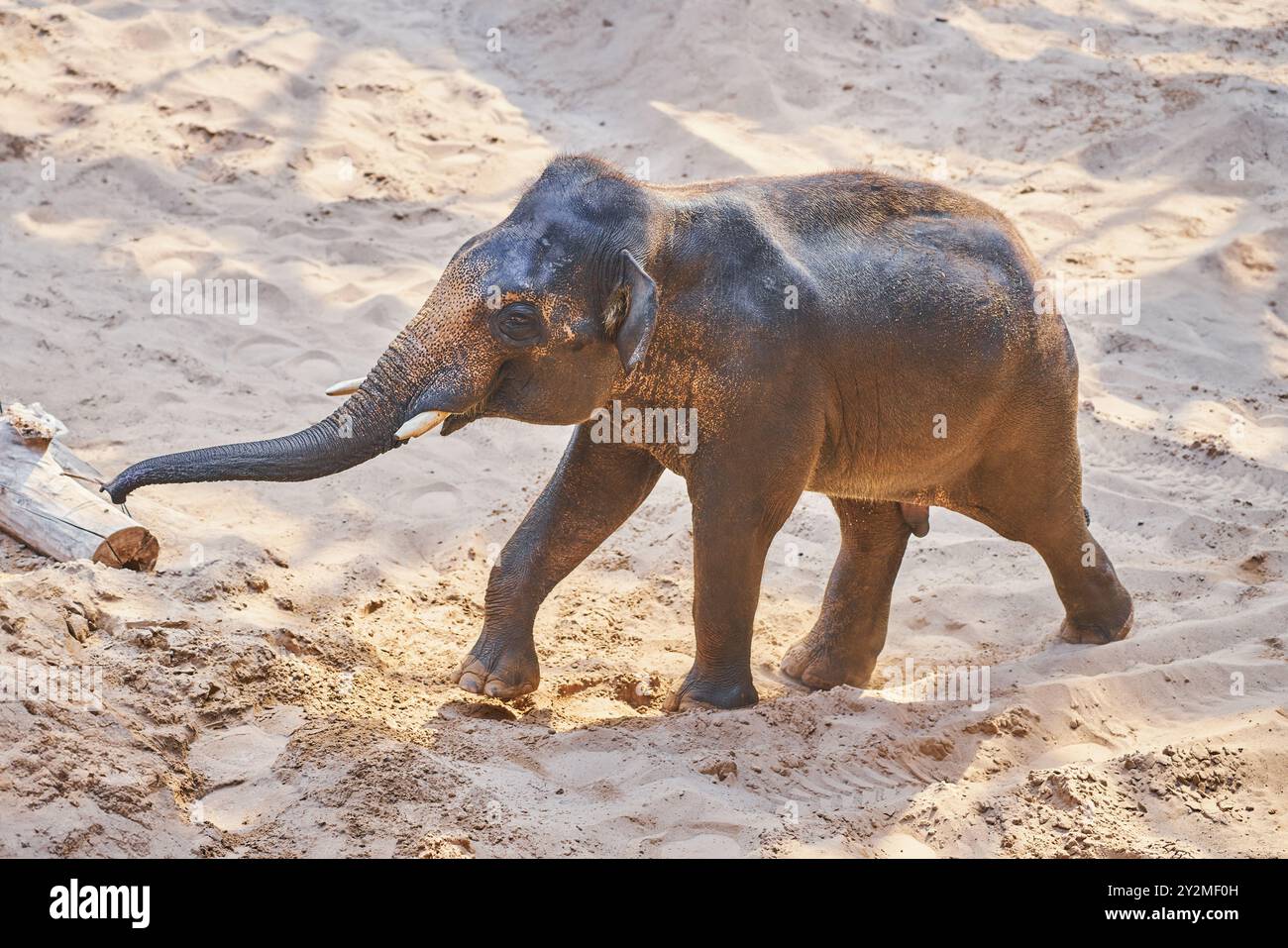 Photo of the elephant on sandy desert Stock Photo - Alamy