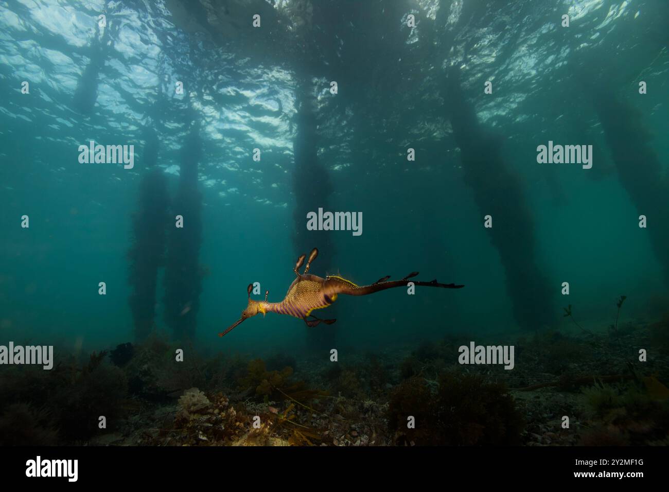 Marine life Of port philip bay, Victoria, Australia Stock Photo - Alamy