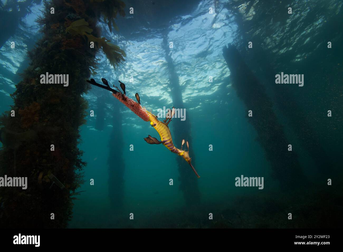 Marine life Of port philip bay, Victoria, Australia Stock Photo - Alamy
