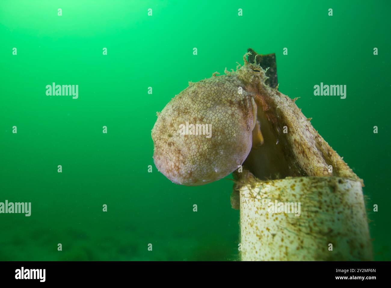 Marine life Of port philip bay, Victoria, Australia Stock Photo - Alamy