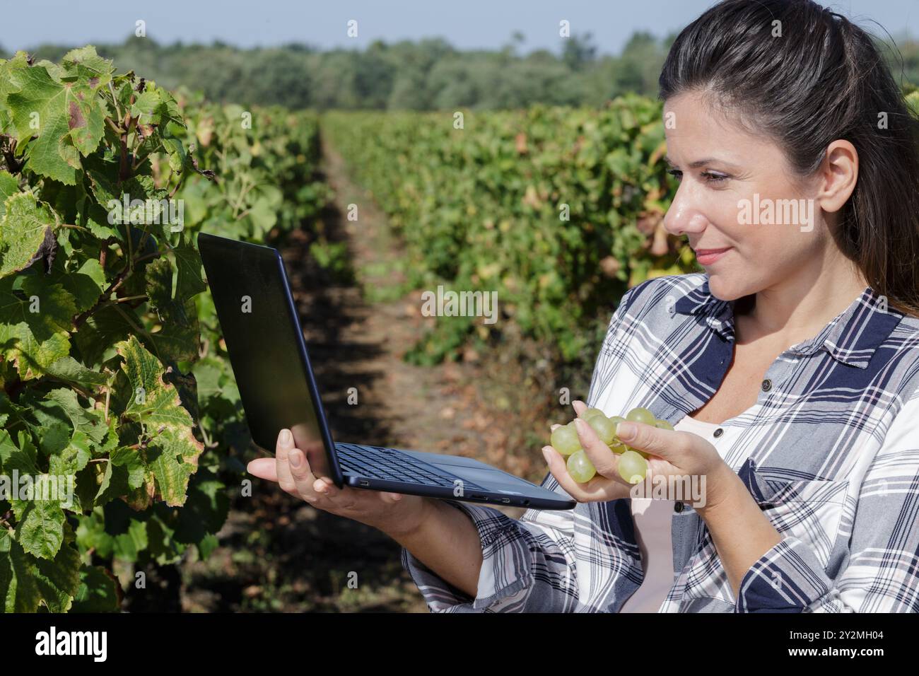 female harvesting grapes while using pc in vineyard Stock Photo - Alamy