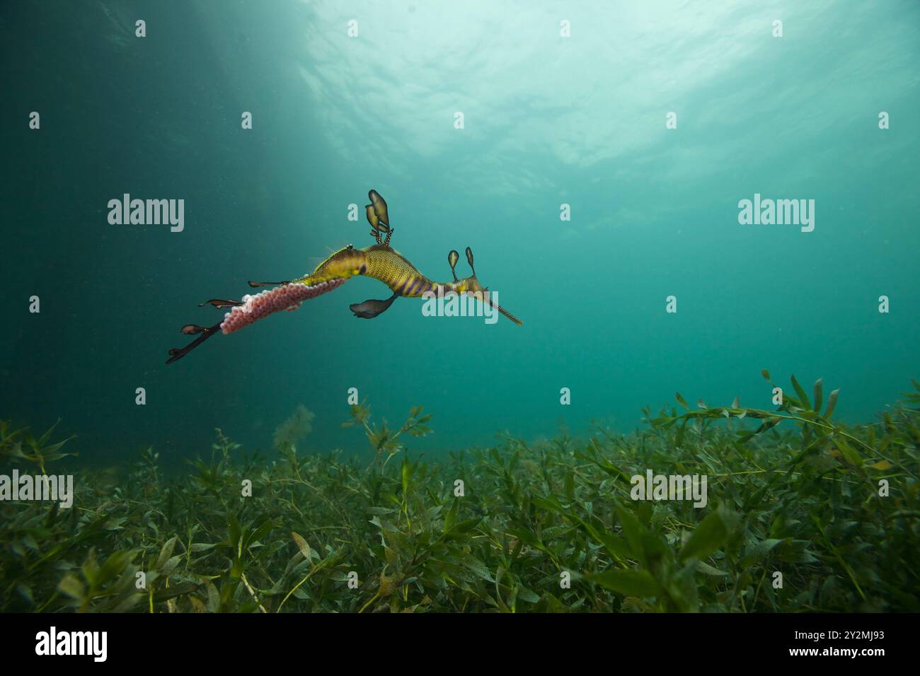 Marine life Of port philip bay, Victoria, Australia Stock Photo - Alamy